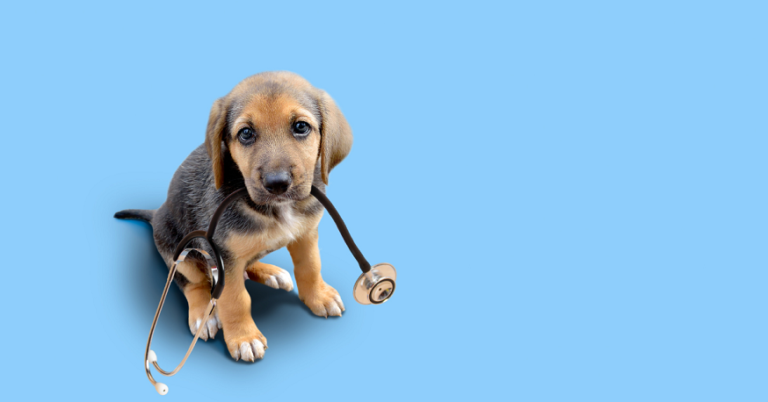 Understanding The Basics: How Does Pet Insurance Work And Why Is It ...